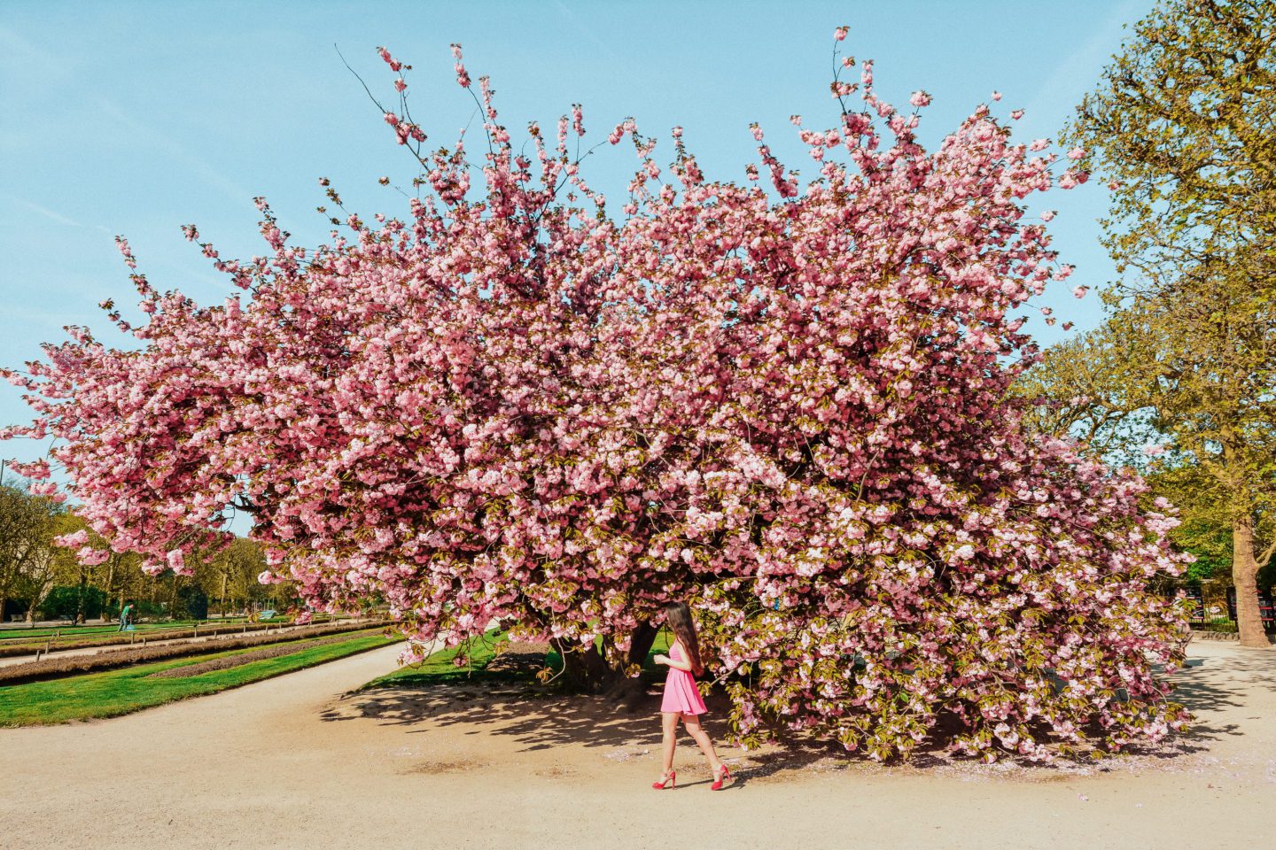 10 Best Places to see the Cherry Blossoms in Paris - Nathalie Wanders
